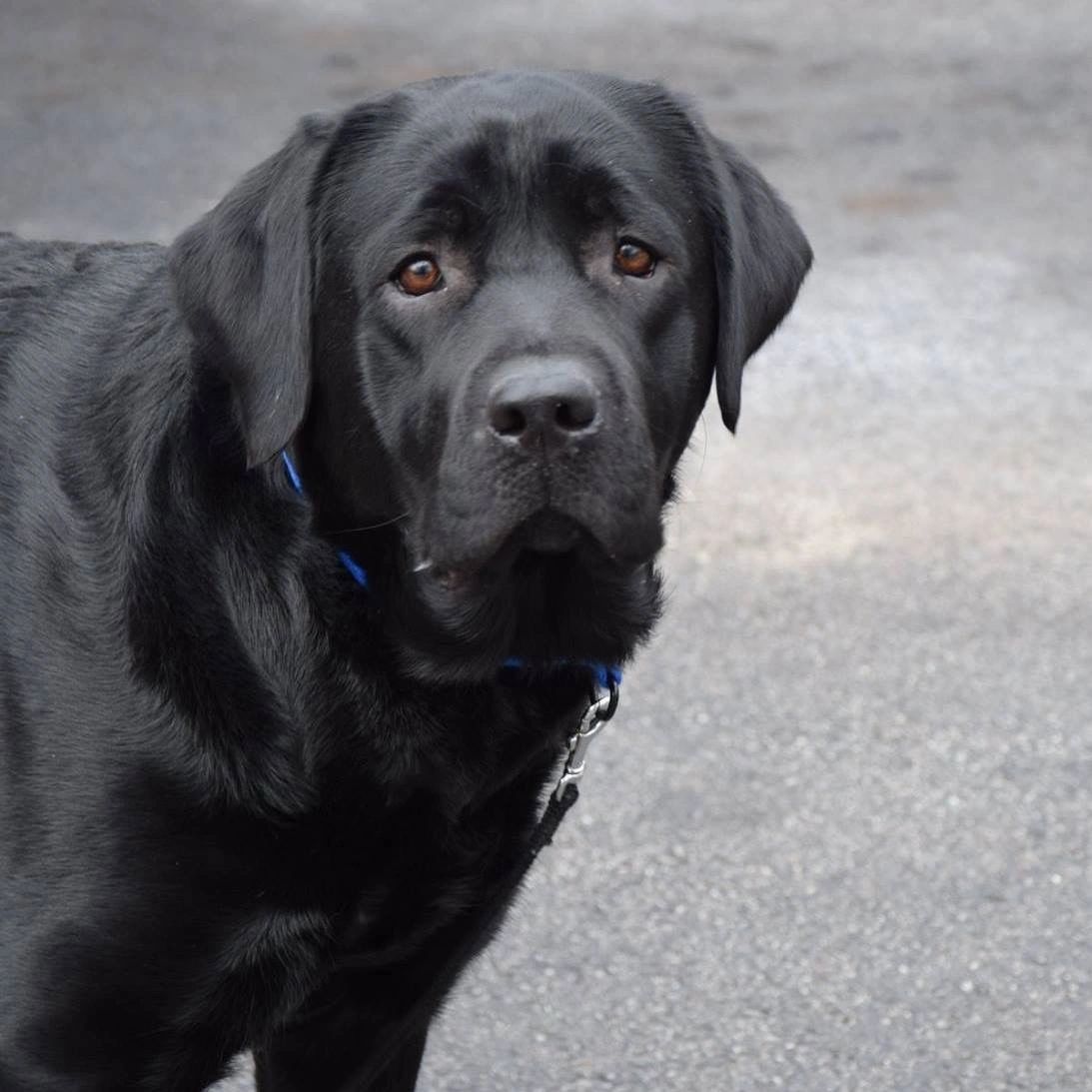 Dog Training - Rand Park Dog Training Club