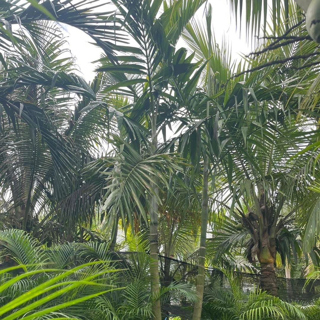 Double Alexander Palm 15-16 Feet