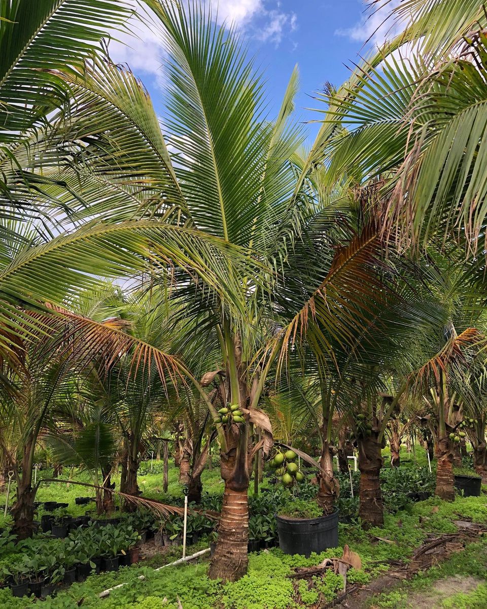 Field Grown Coconut 3-4' gw