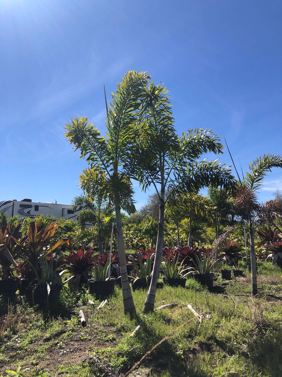 Double Foxtail Palm 11-13'