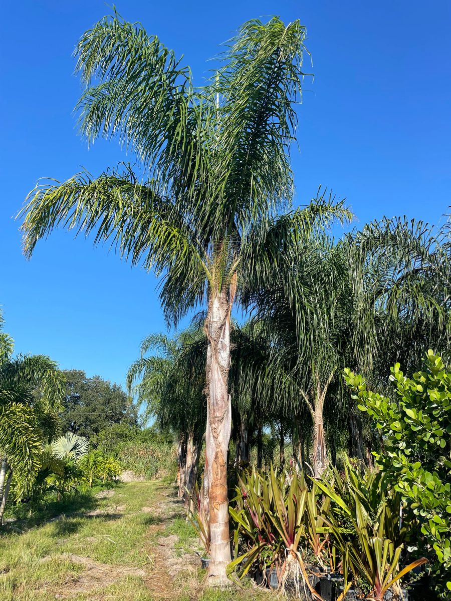 Field Grown Queen 24-25'oa