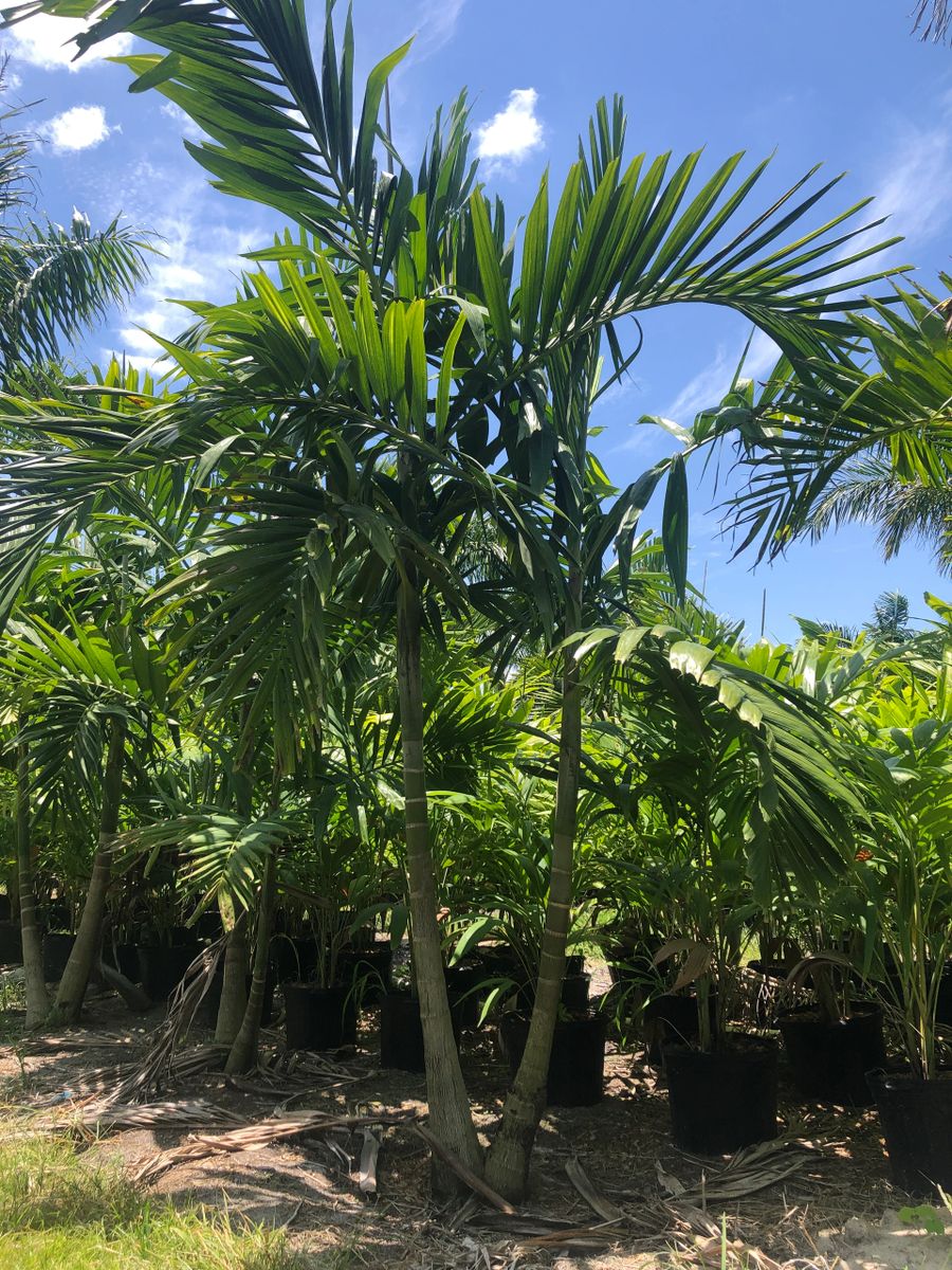 Double Alexander Palm 11-12'