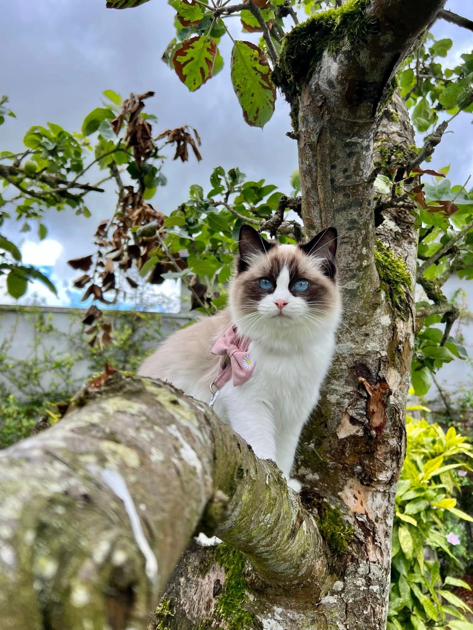 River Reign Ragdolls | Ethical Ragdoll Breeder in Ireland