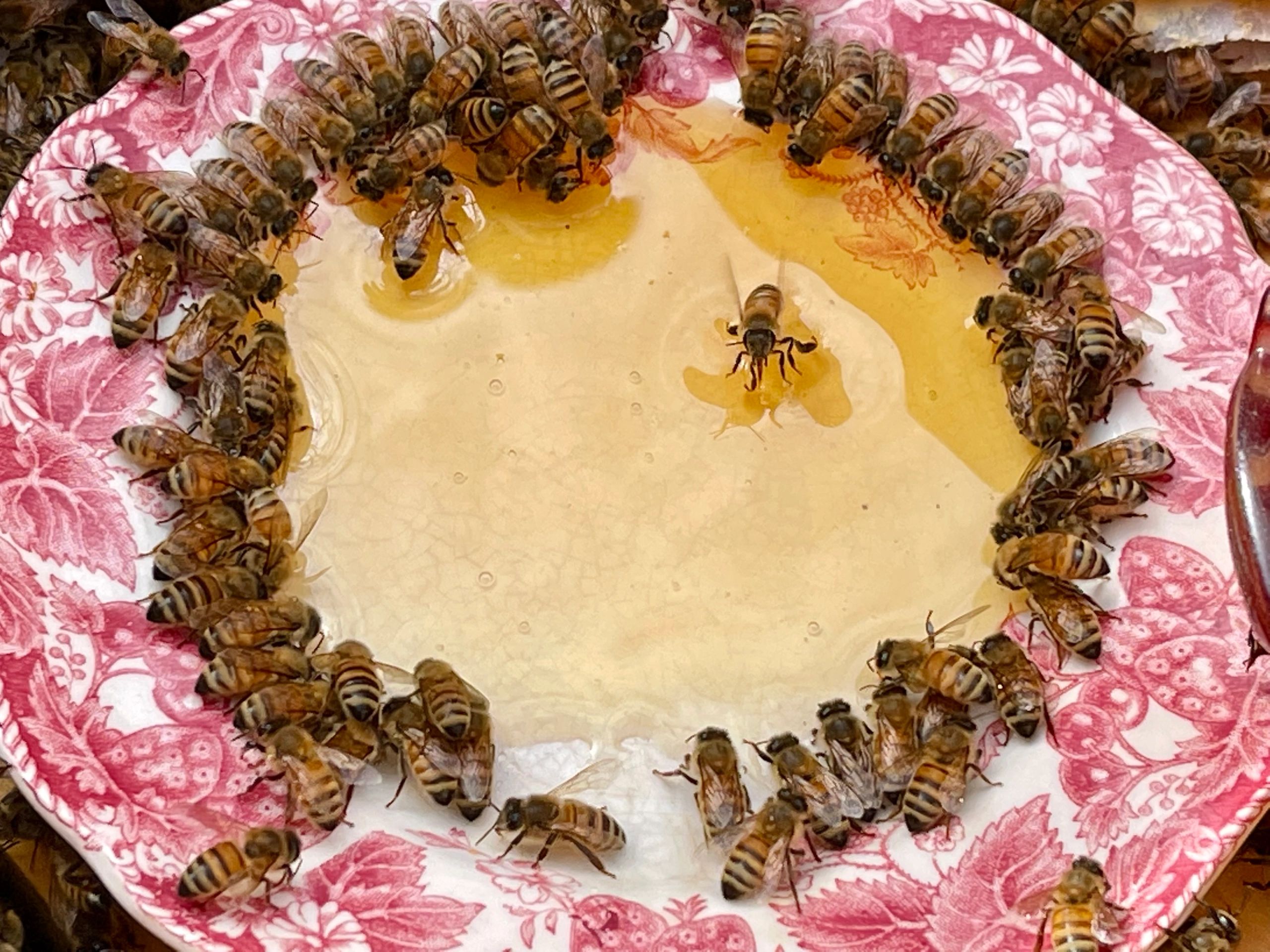 Honey Haven Apiary