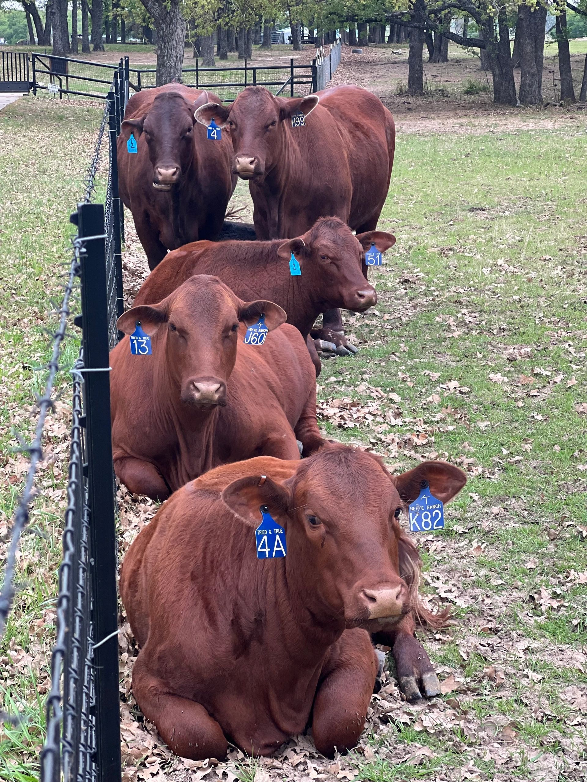 Lazy Dog Ranch - Cattle, Ranching, Show Cattle, Cattle