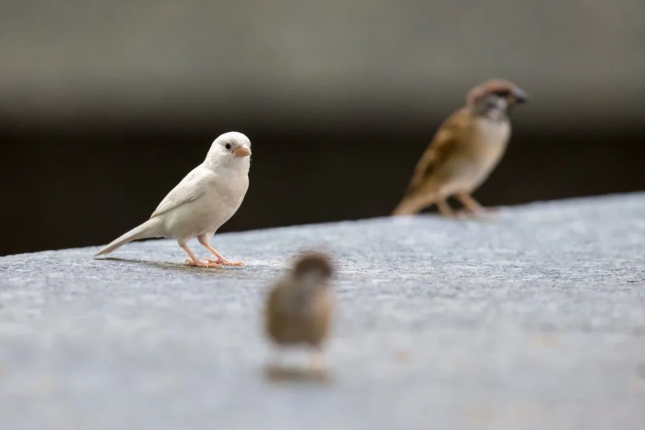 Three Little Birds Therapy