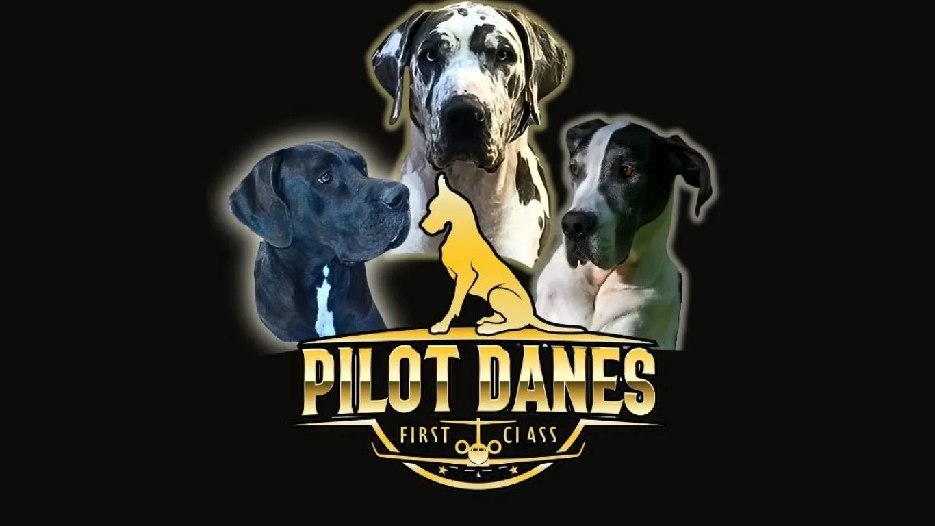 Pilot Danes