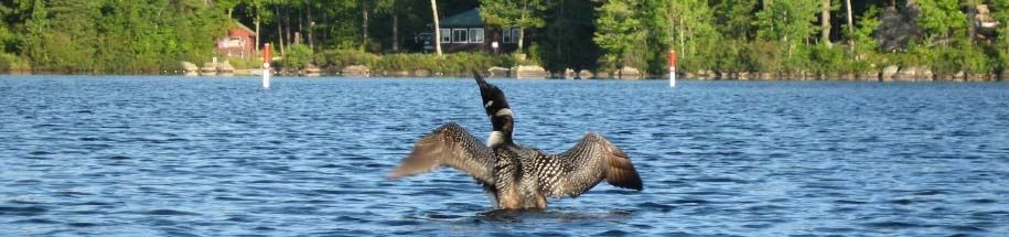 Home Page Islandpond Org