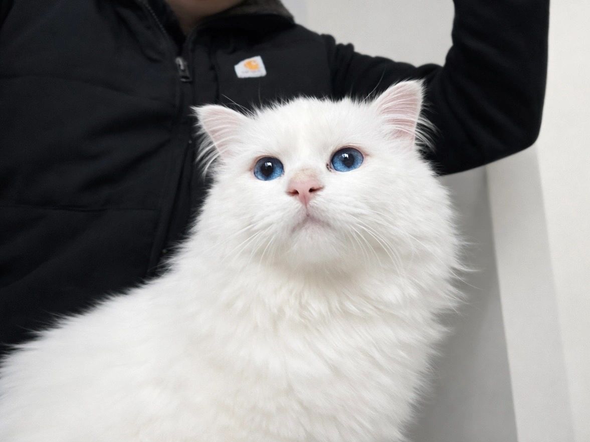 Cold Spring Siberian Cattery