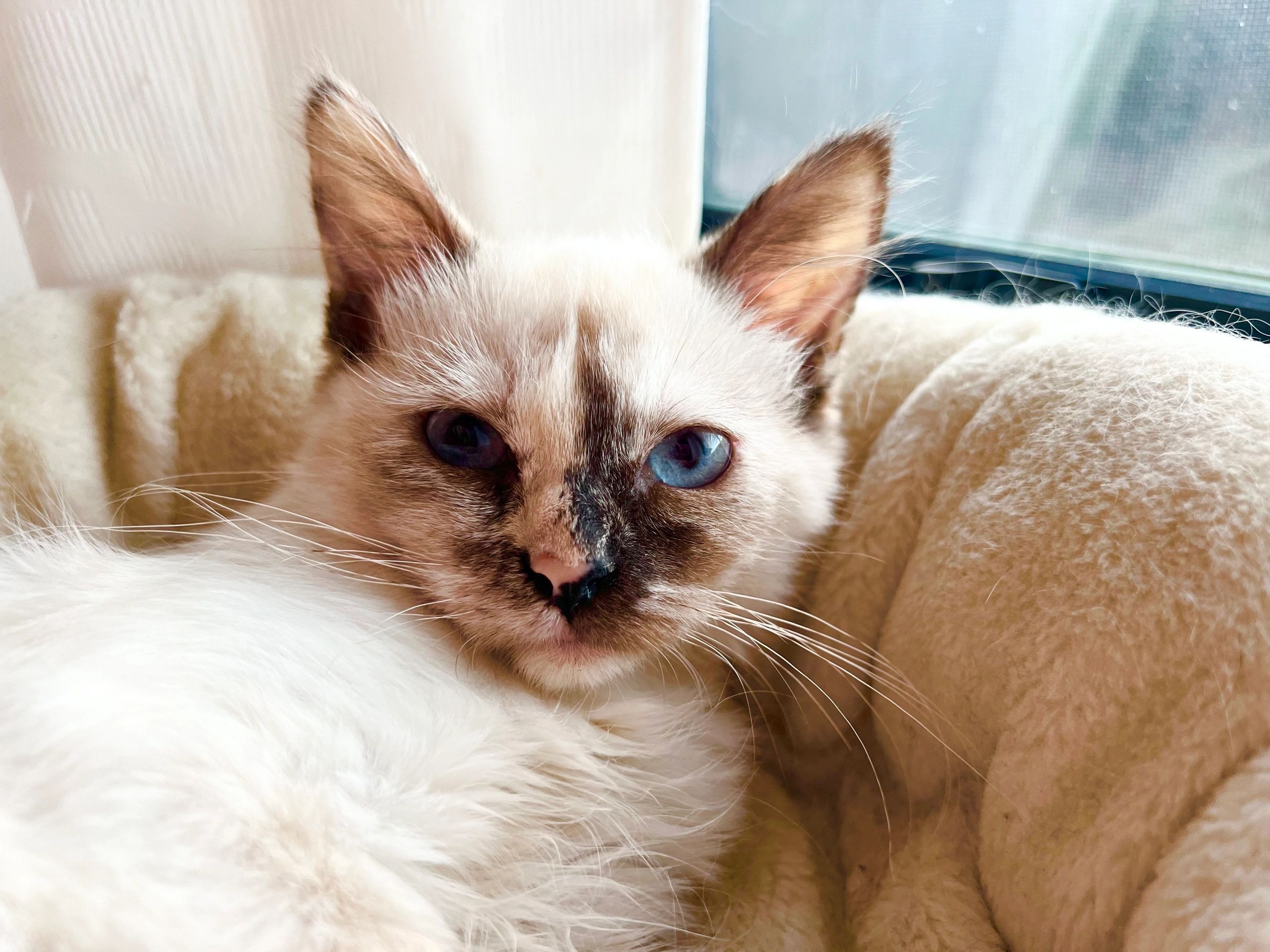 Cold Spring Siberian Cattery