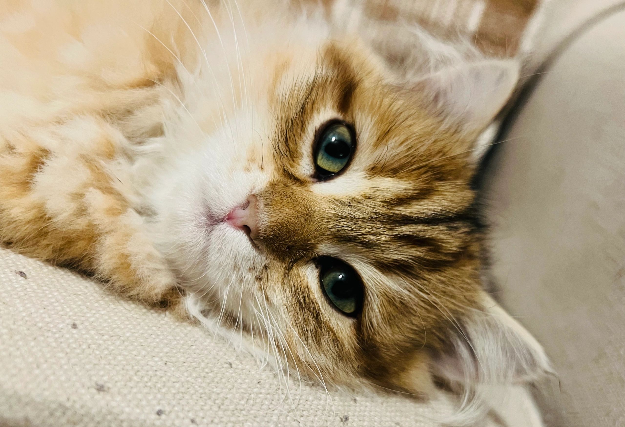 Cold Spring Siberian Cattery