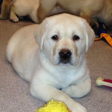 LabradorsOfCedarwood - Labradors Puppies, Healthy Retrievers