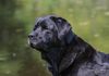 LabradorsOfCedarwood - Labradors Puppies, Healthy Retrievers