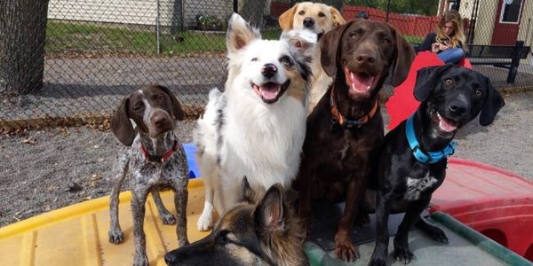 Fur Baby Barn - Pet Boarding, Pet Daycare