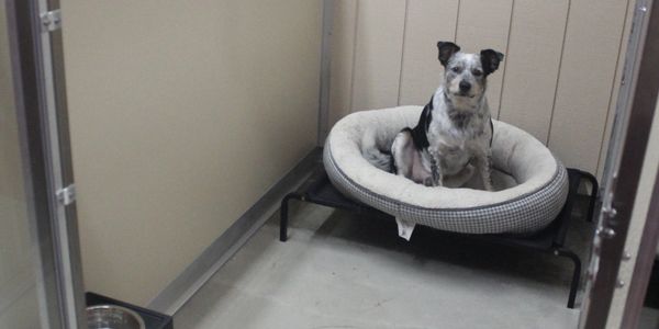 Fur Baby Barn - Pet Boarding, Pet Daycare