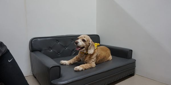 Fur Baby Barn - Pet Boarding, Pet Daycare