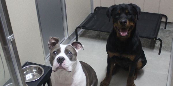 Fur Baby Barn - Pet Boarding, Pet Daycare