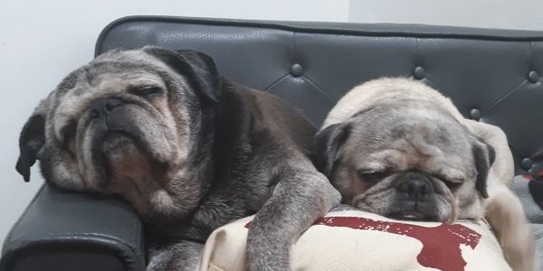 Fur Baby Barn - Pet Boarding, Pet Daycare