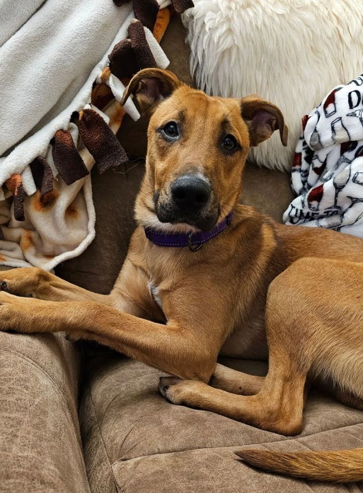 Passion For Pets Rescue