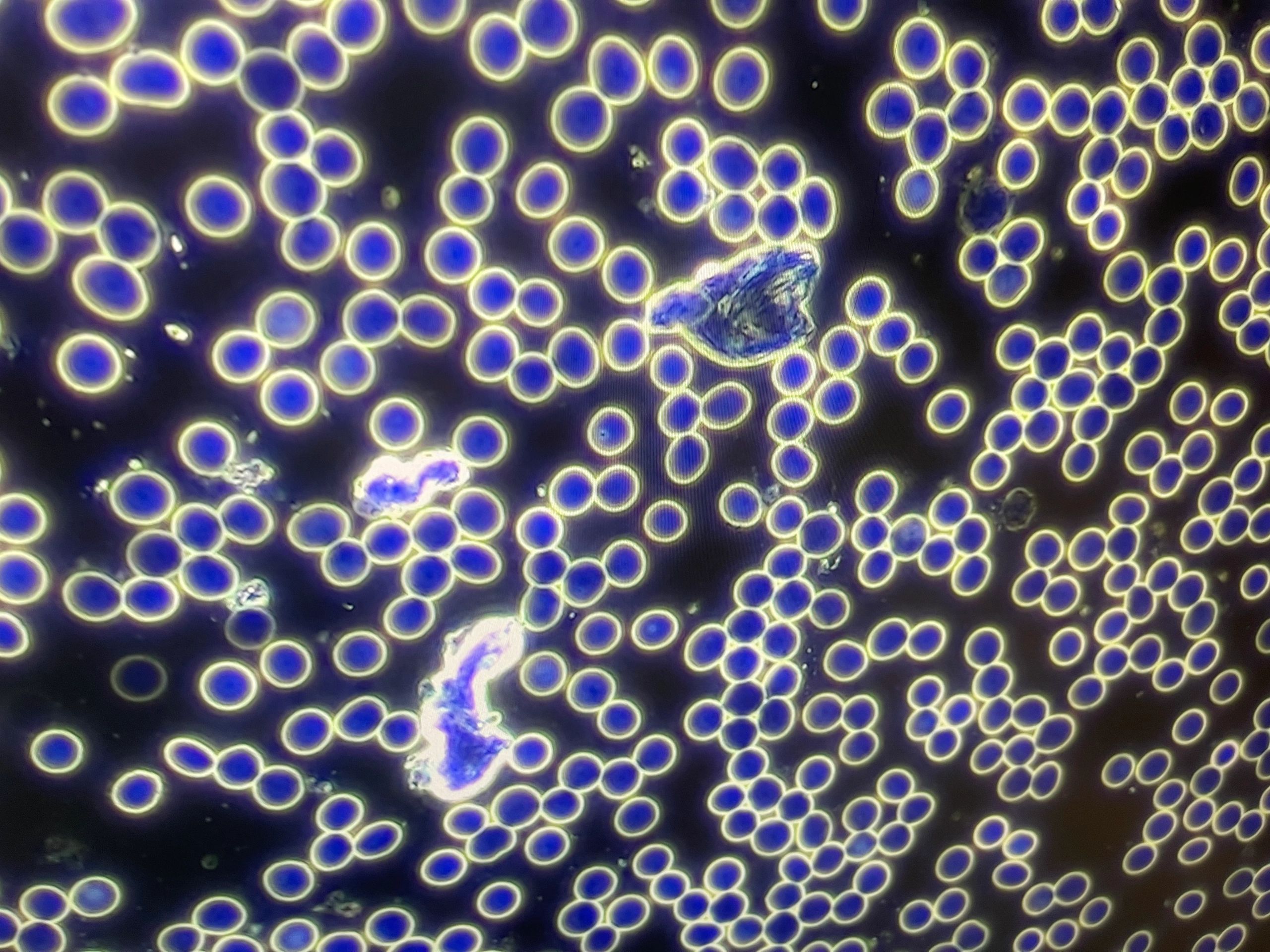 NutritionalMicroscopyforyourhealth