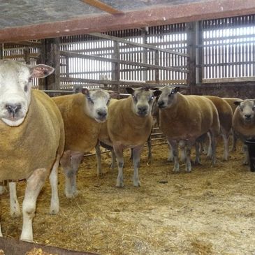 Cattle , Bull Semen - Killerwick Parthenaise