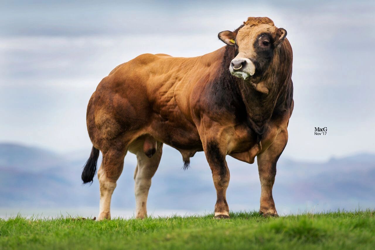 Cattle , Bull Semen - Killerwick Parthenaise