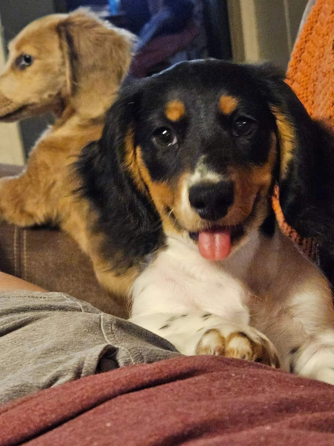 Southern Bliss Doxies