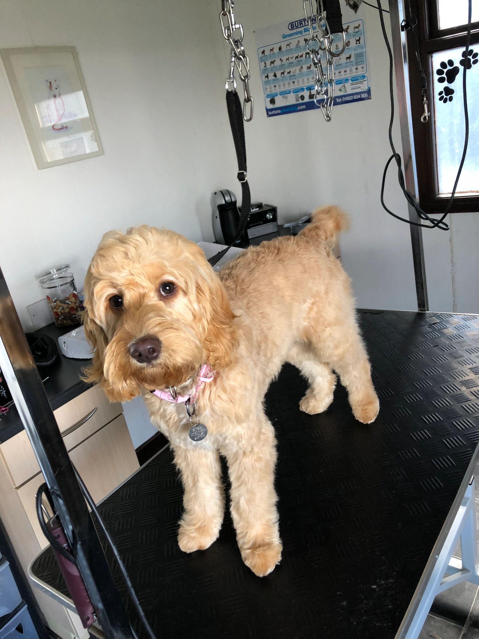 Mill House Dog Grooming
