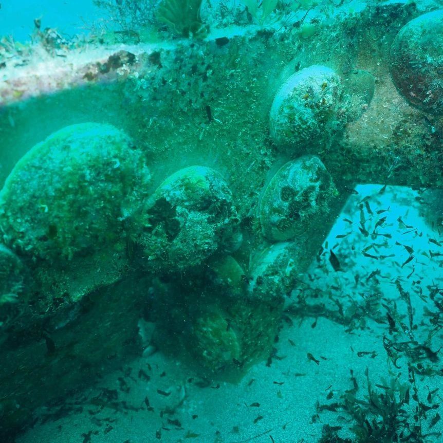 Proposed Abalone Ranching in Doring Bay