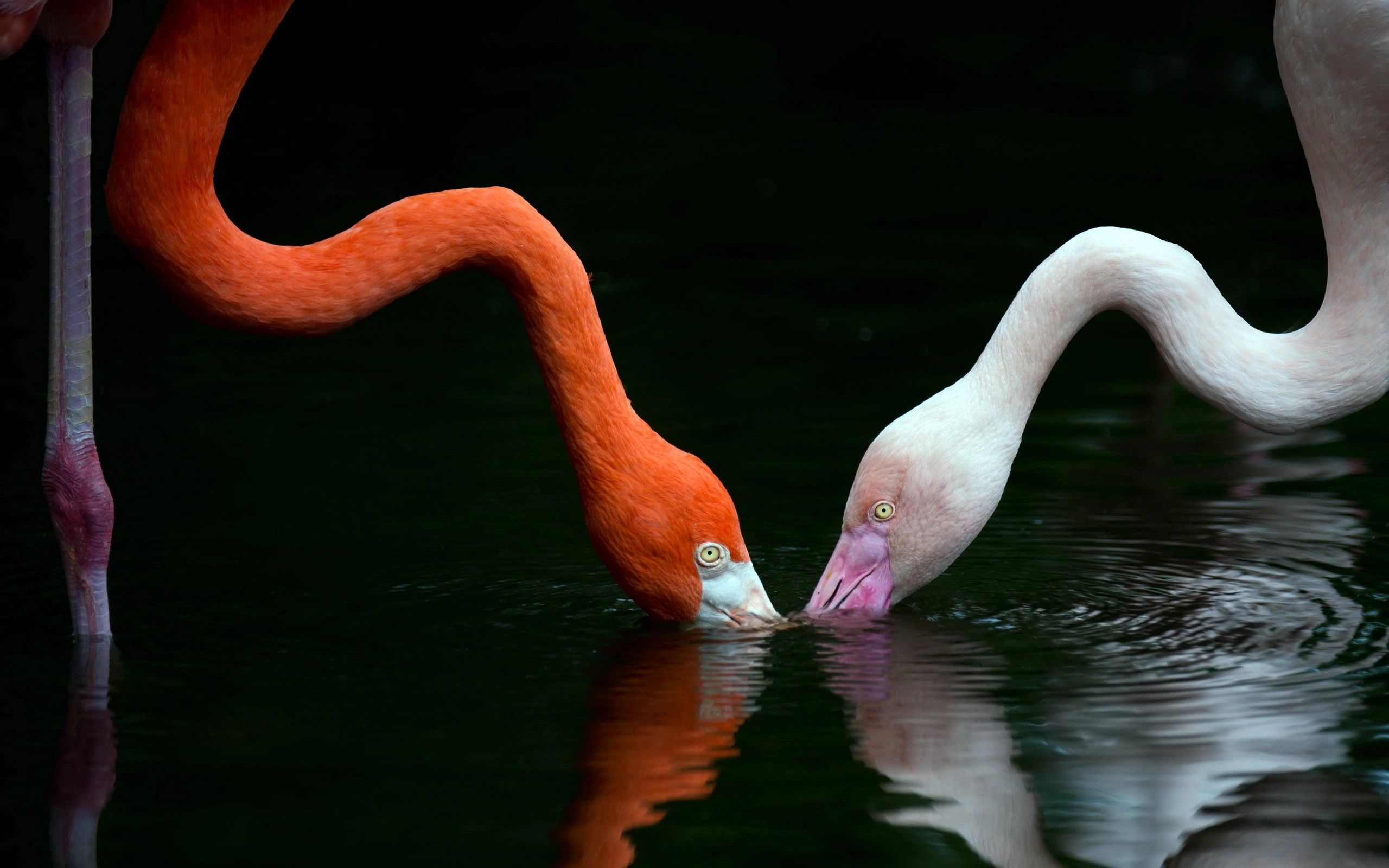 20 Fun Facts About Flamingos