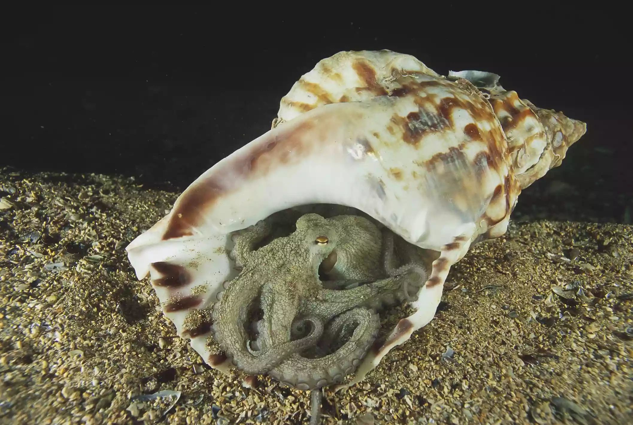 Octopus Facts: Habitat, Behavior, and Diet