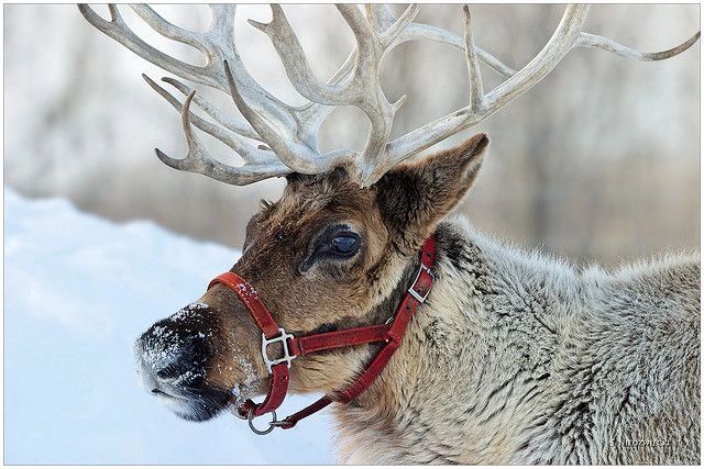 5 Ways Reindeer are Perfectly Evolved for Pulling Santa's Sleigh