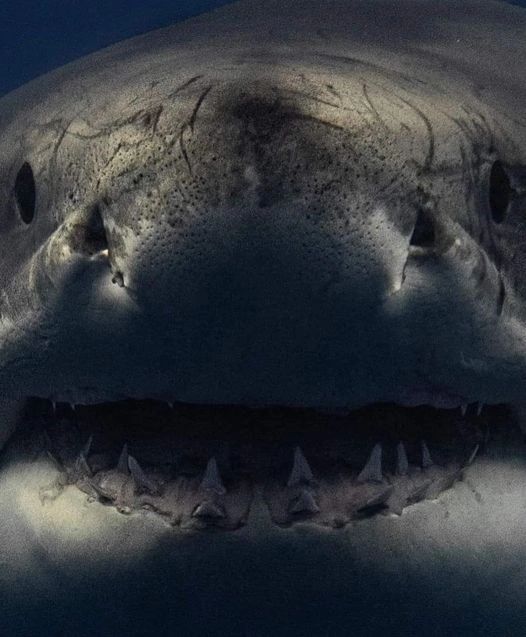 Scared of Sharks? Take Our Quiz For, Uh, Reassurance.