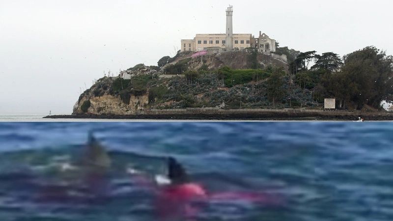 Are There Sharks In Alcatraz?