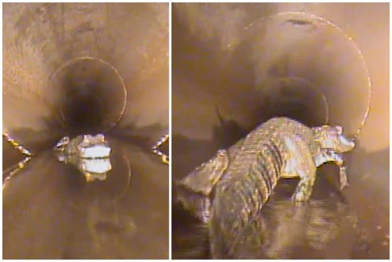'Scary' Alligator Surprises Workmen Investigating Roadway Pothole