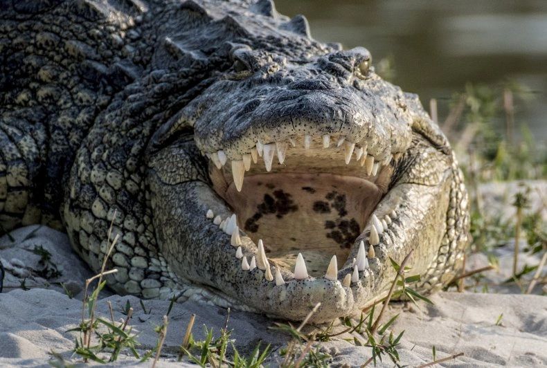 How Crocodiles Became Such Ruthless, Efficient Apex Predators