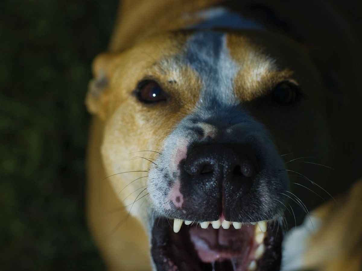 How To Survive a Dog Attack