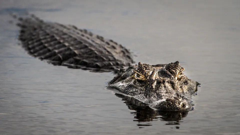 How to Survive an Alligator Death Roll