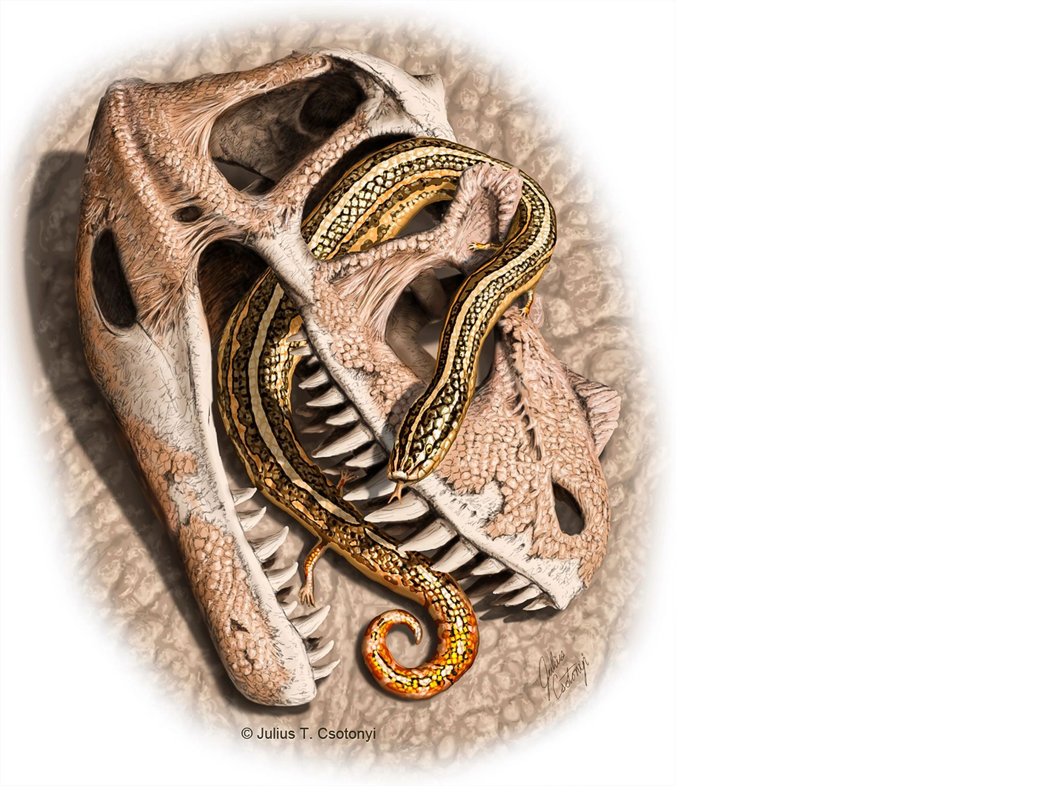 Fossils of Oldest Known Snakes Unearthed