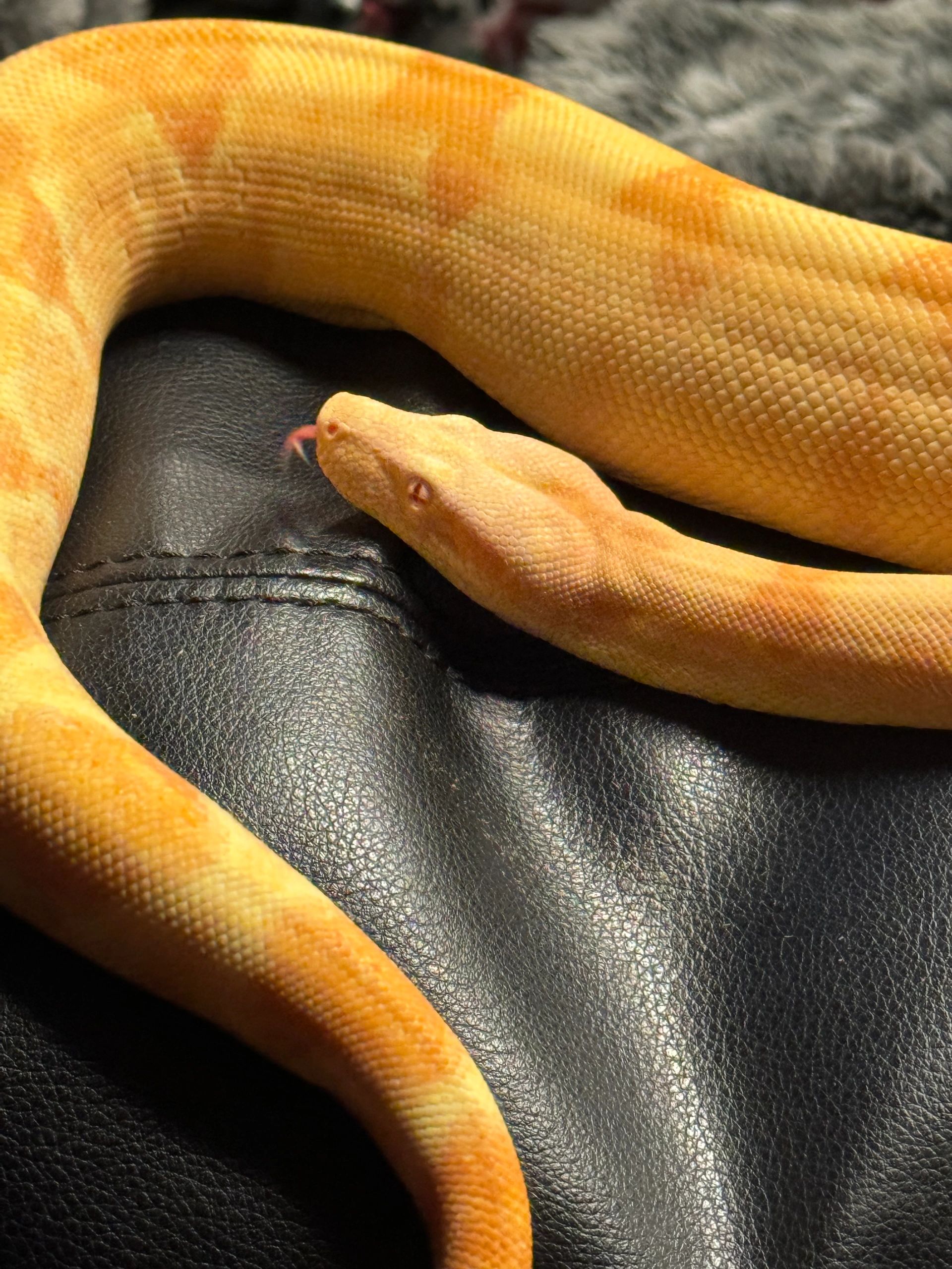 Reaper Reptiles site