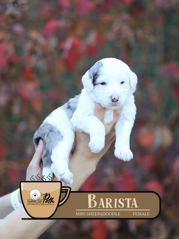 mini sheepadoodle breeders