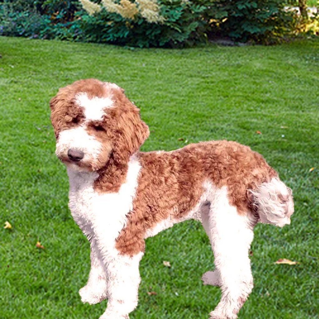 Narrow Path Puppies - Poodle Stud, Old English Sheepdog Stud