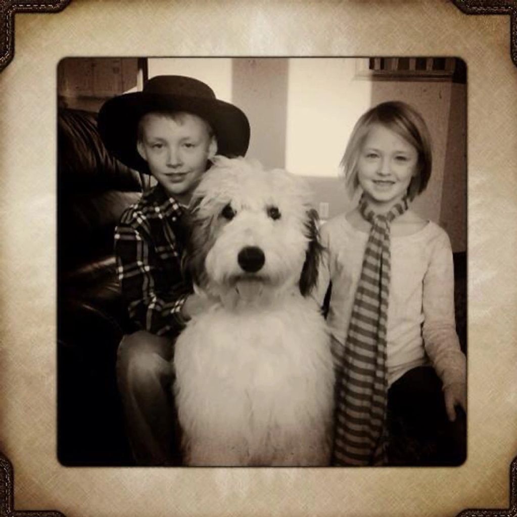 Narrow Path Puppies - Puppies for Sale, Females, Old English Sheepdog