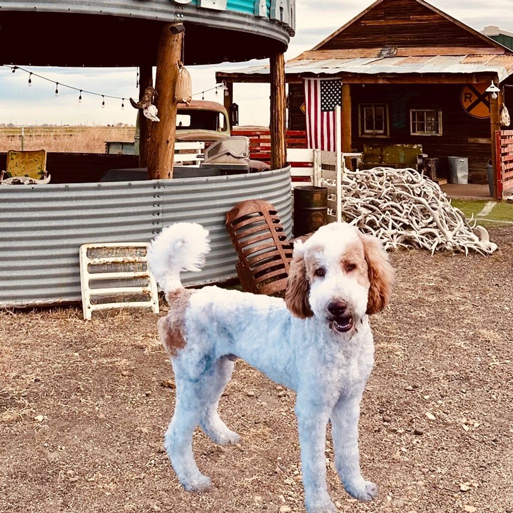 Narrow Path Puppies - Poodle Stud, Old English Sheepdog Stud