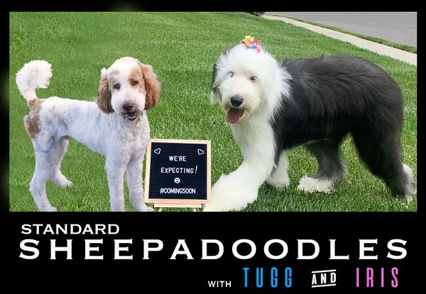 Narrow Path Puppies - Sheepadoodles, Hypoallergenic Puppies