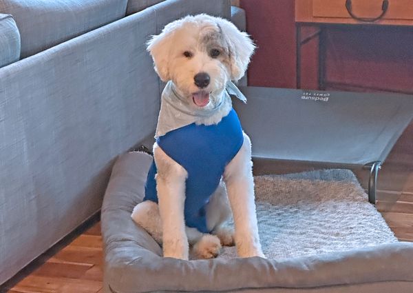 Narrow Path Puppies - Sheepadoodles, Hypoallergenic Puppies