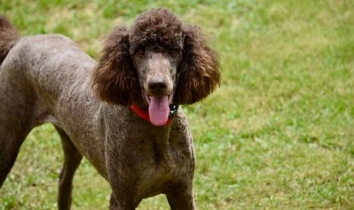 Our Poodles | My Royal Puppies