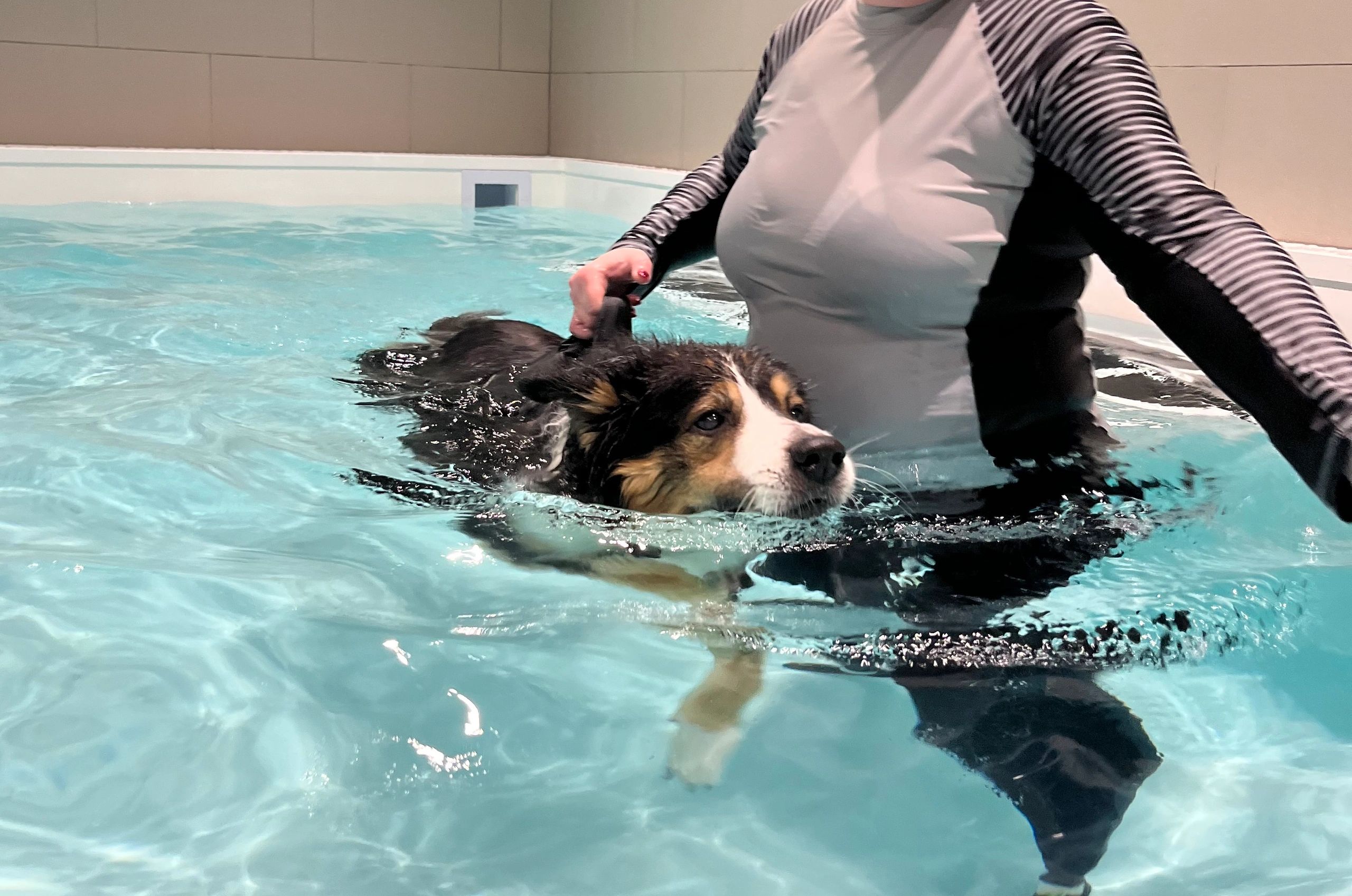 Canine Hydrotherapy - Paws in Motion Hydrotherapy