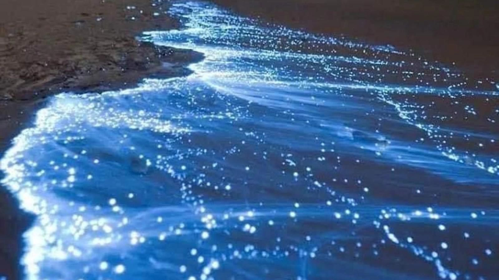 Qué es la bioluminiscencia y en qué playas sucede