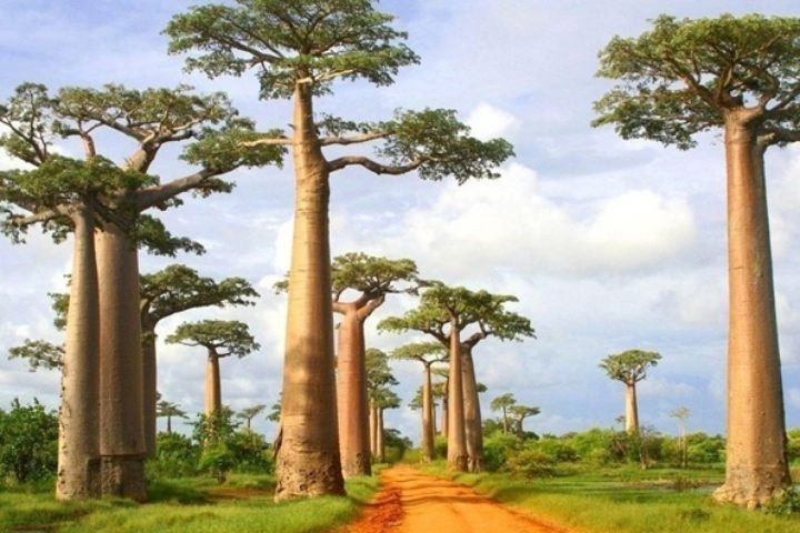 Plantas De La Selva De Madagascar Notas En Mi Libreta Viajera: 17